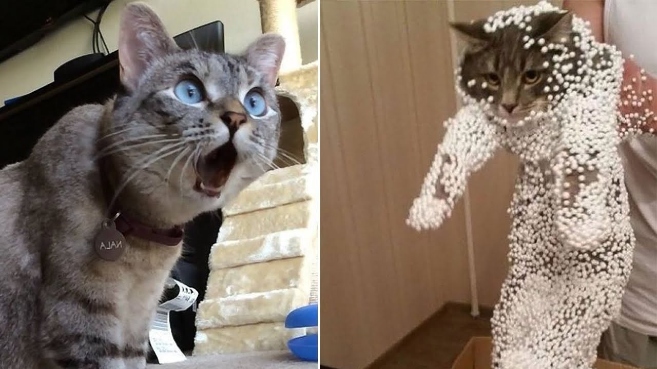 Funniest Confused Pets Compilation 😹🐶 Funny Pet Compilation - YouTube