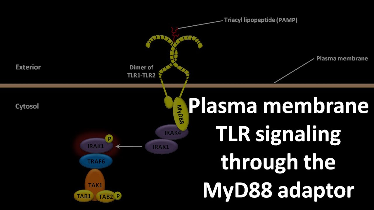 Plasma membrane TLR signaling through the MyD88 adaptor - YouTube