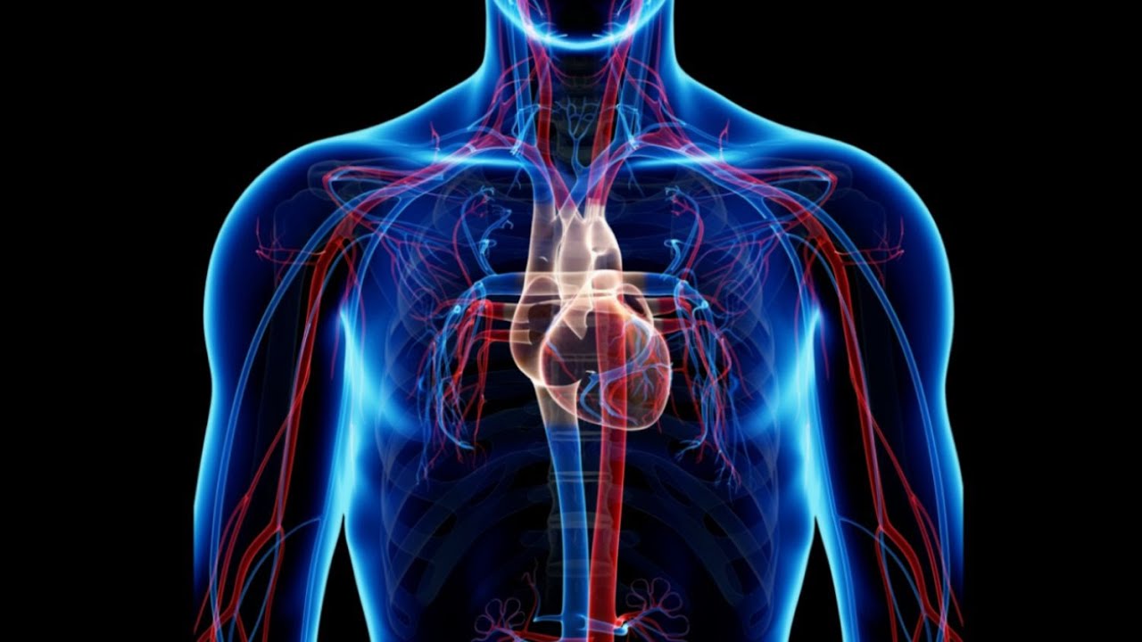 The Cardiovascular system A-Level PE - YouTube