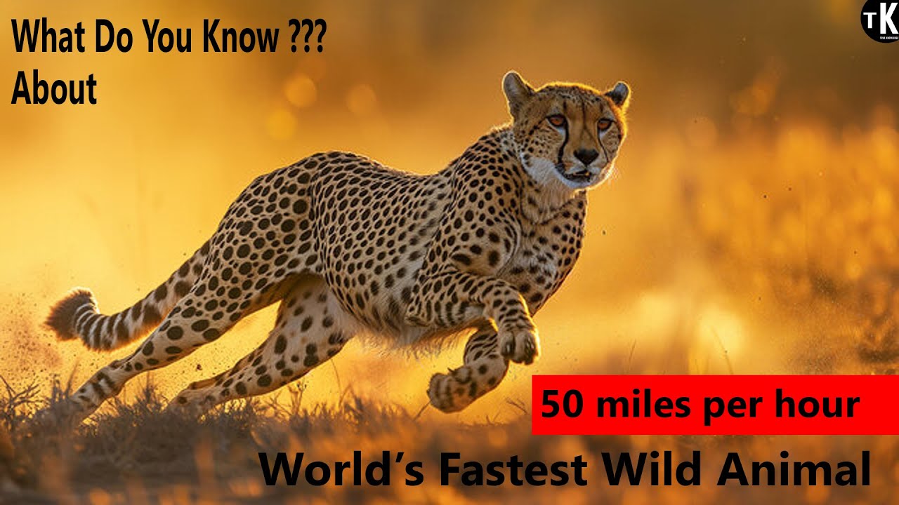 Discover the World's Fastest Animal: The Amazing Cheetah! - YouTube