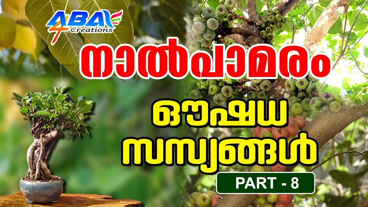 നാല്പാമരം / NALPAMARAM / ഔഷധസസ്യങ്ങൾ / MEDICINAL PLANTS / - YouTube