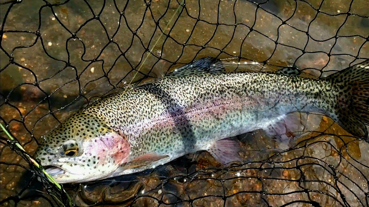INSANE! Colorado Fly Fishing TROUT Ranch! - YouTube