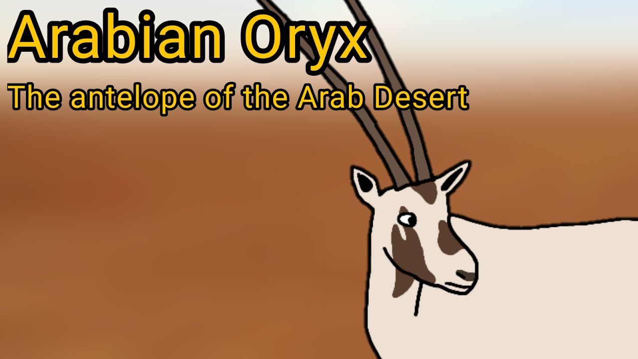 Arabian Oryx. The antelope of the Arab Desert - YouTube