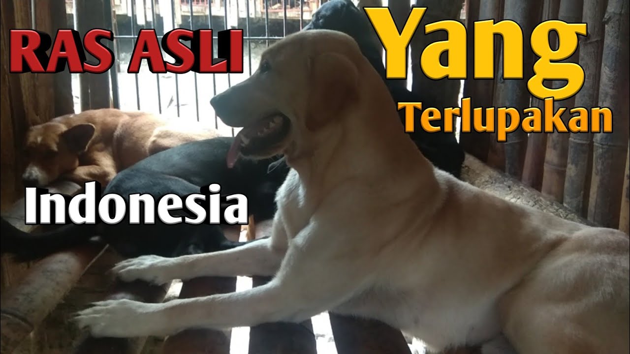 Anjing Kampung Asli Indonesia | Anjing ras lokal | Peternak Anjing ...