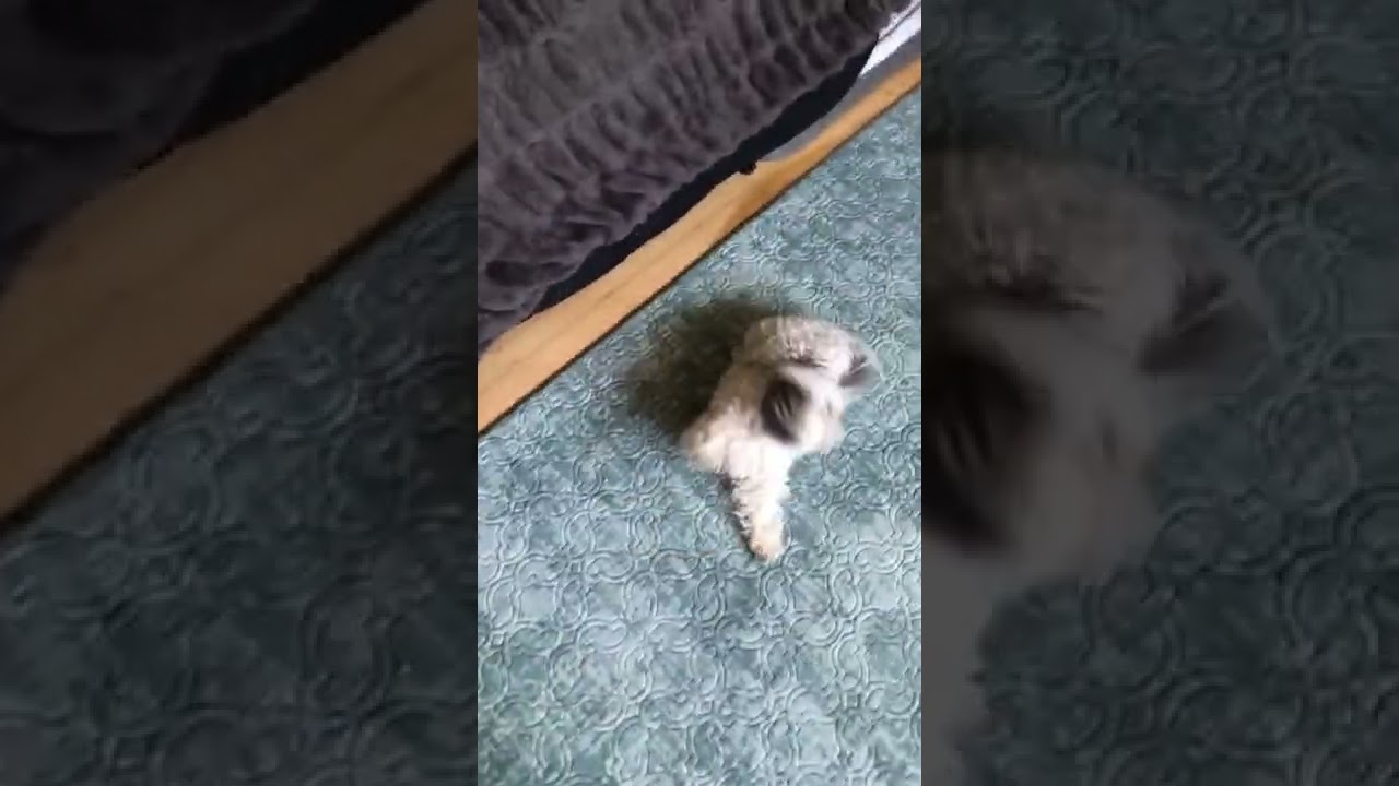 Adorable Pup Does Hilarious Happy Dance! #Dogs #Shorts - YouTube