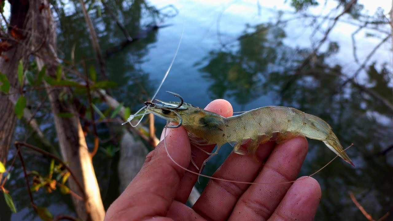 Pesca Con Camarón Vivo(Pesca De Orilla En Un Río) - YouTube