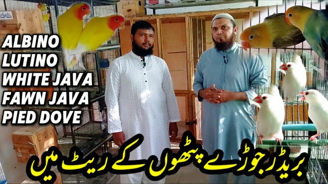 💯 Lovebirds and java Breeding Birds Setup||بریڈر جوڑے پٹھوں کے ریٹ میں||zunair birds - YouTube