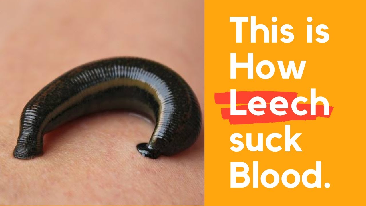 #Leech insect #Bloodsucker parasite - YouTube