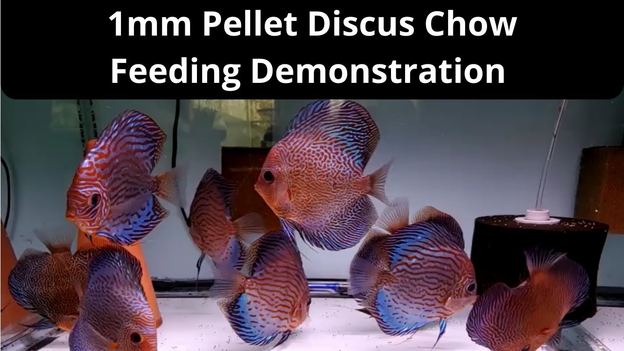 Aquatic Suppliers | 1mm Discus Chow Feeding Demonstration - YouTube