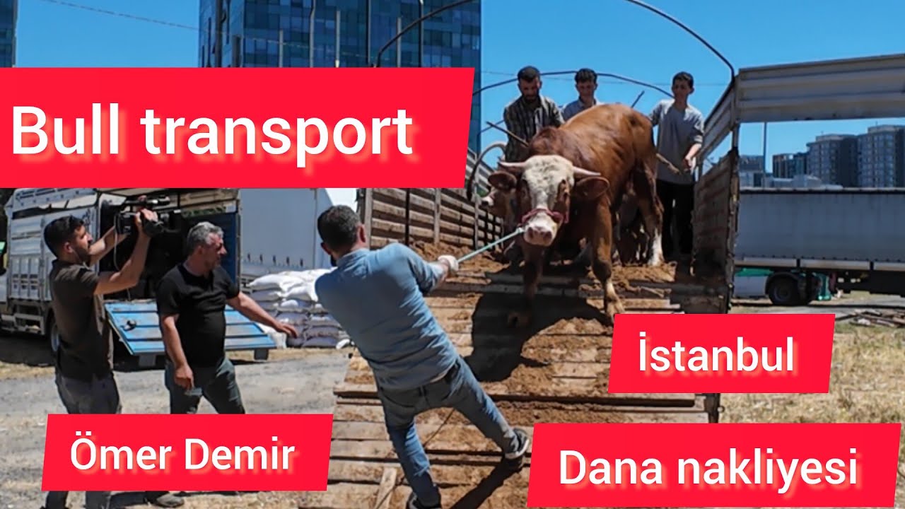 Bull transport , DANA NAKLİYESİ 2024 / bull transport , bull ...