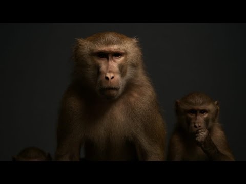 Do baboons make good pets? هل تعتبر قرود البابون حيوانات أليفة جيدة ...