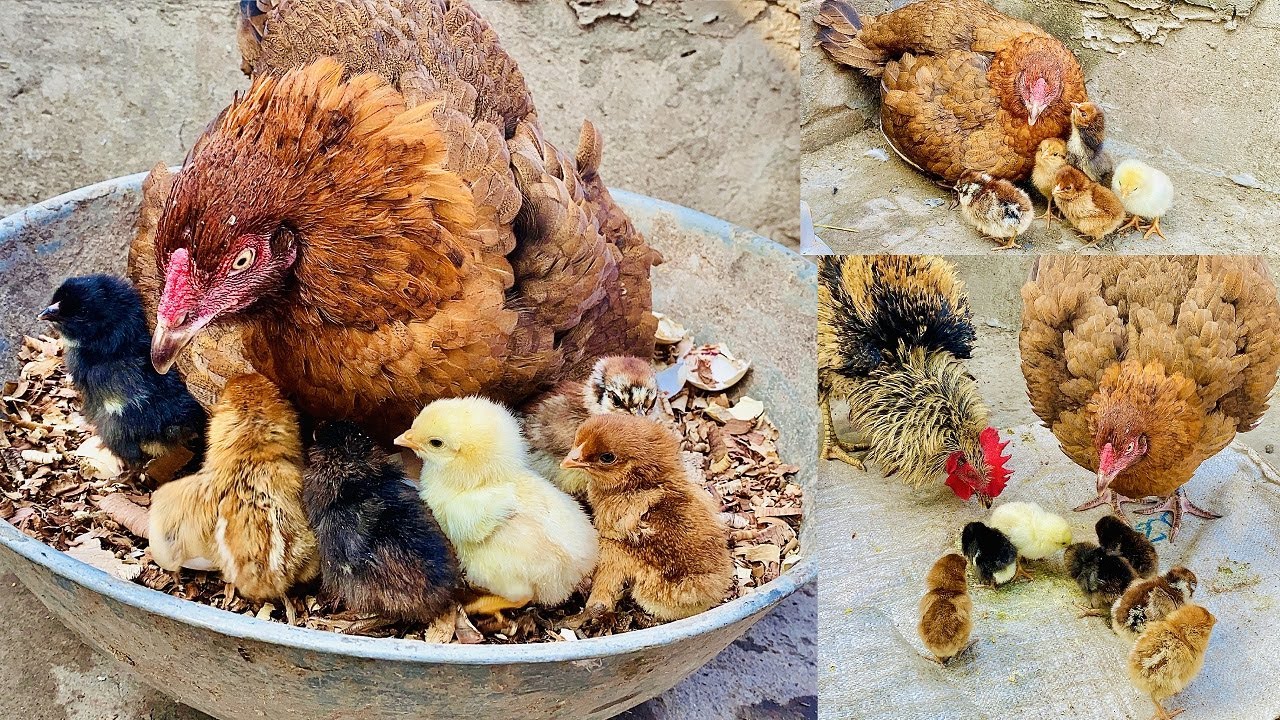 Beautiful Aseel Hen Hatched Her Eggs To baby Chicks SAME Like her ...