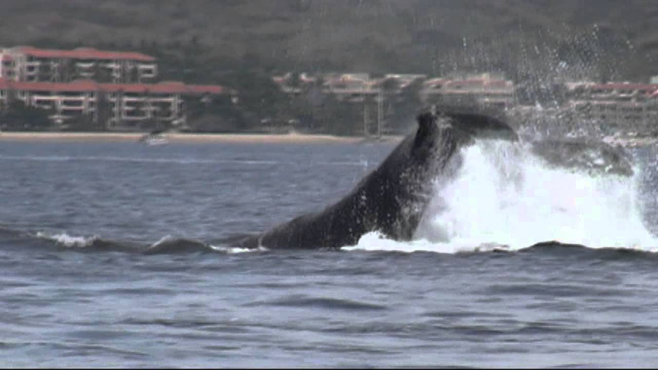 whales - YouTube