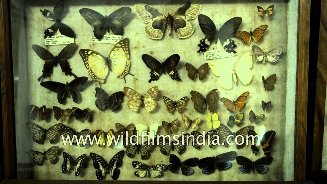 Sexual Dimorphism of Indian butterflies - YouTube