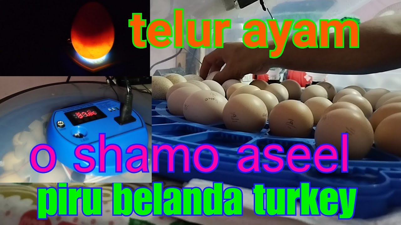 video 104 telur ayam piru ayam belanda ayam turkey ayam oshamo ayam ...
