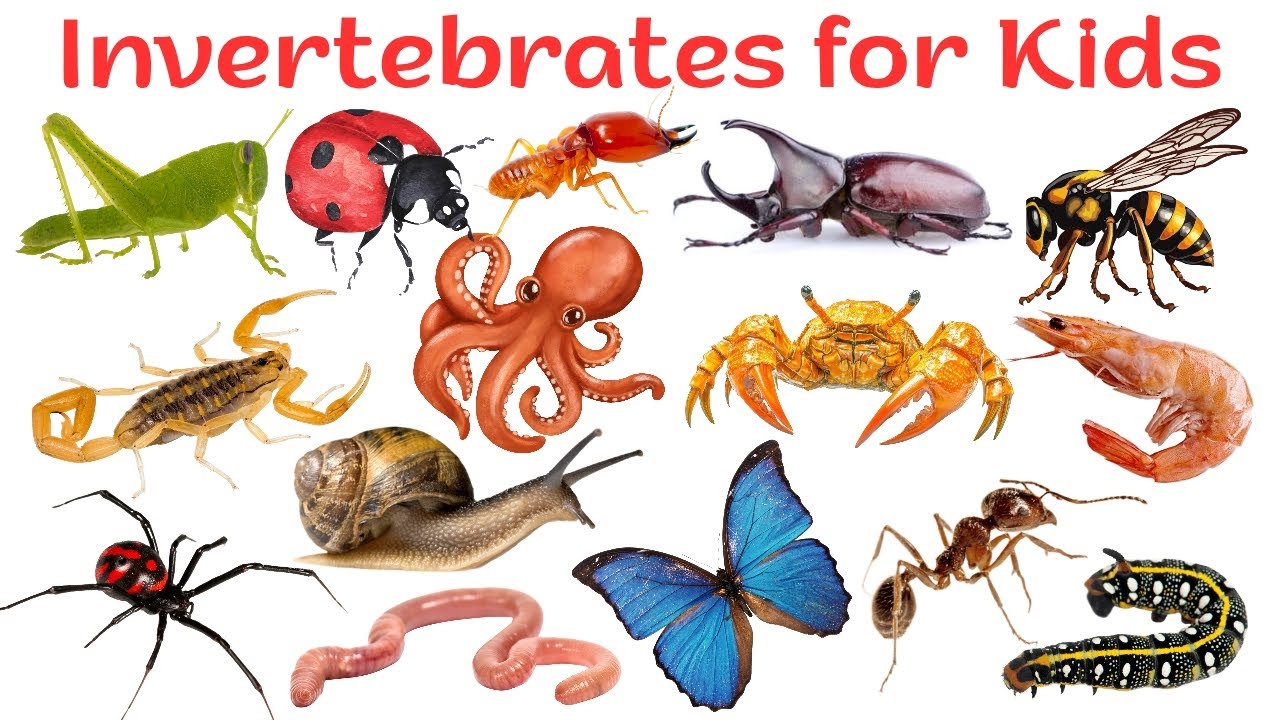 Invertebrates Vocabulary for kids | Invertebrate Animals in English ...