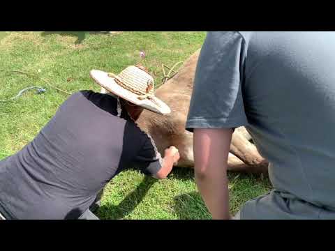 Matando Vaca en Milpillas de La Sierra Zacatecas - YouTube