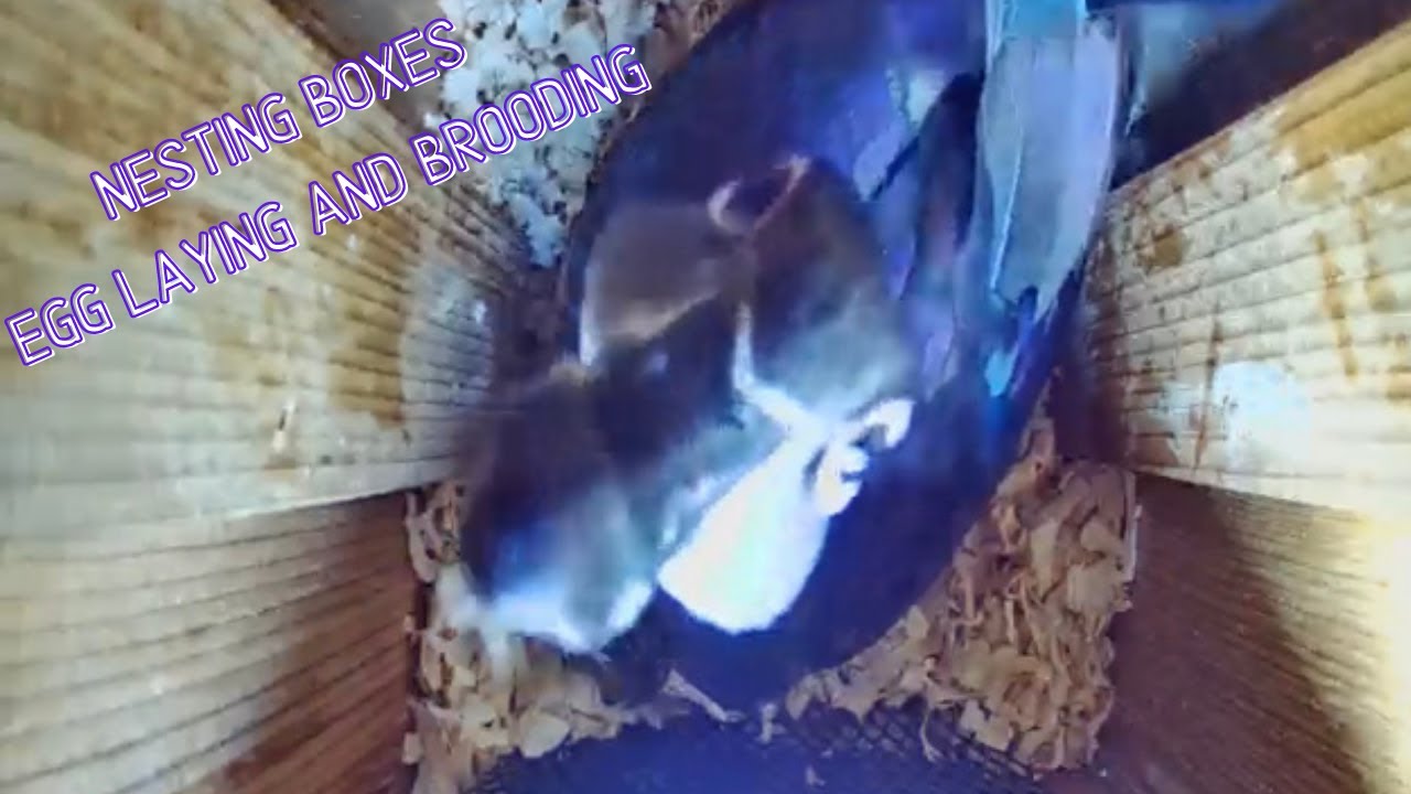 Wood Duck Nesting Boxes: Brooding (In box footage!) - YouTube
