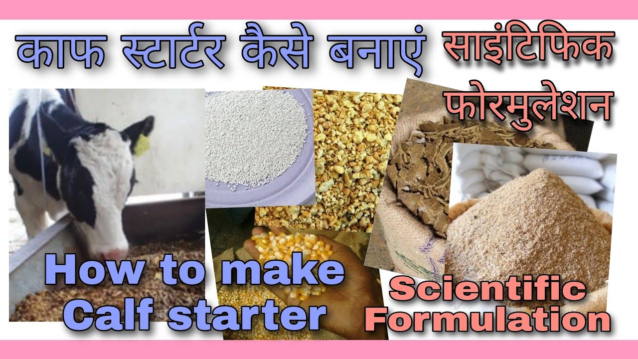 How to prepare Calf starter - Scientific formulation - काफ़ स्टार्टर ...
