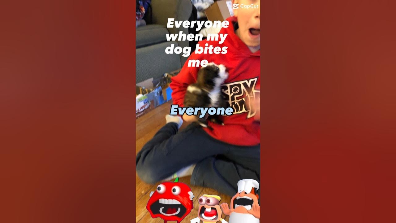 When My Dog Bites Me foryou funny fyp fyp viral puppy cute dog when-my-dog-bites-me-foryou-funny-fyp-fyp-viral-puppy-cute-dog