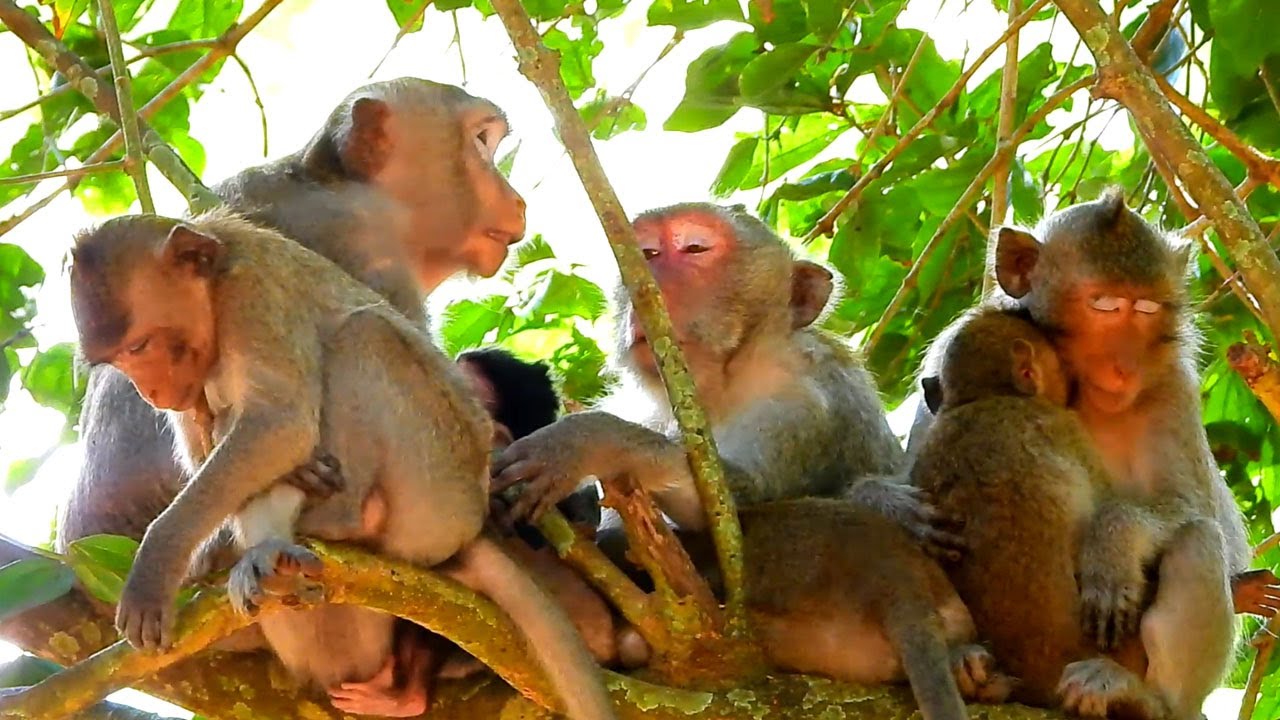 Monkeys enjoy break time together| Monkey Jane is good and kind monkey ...