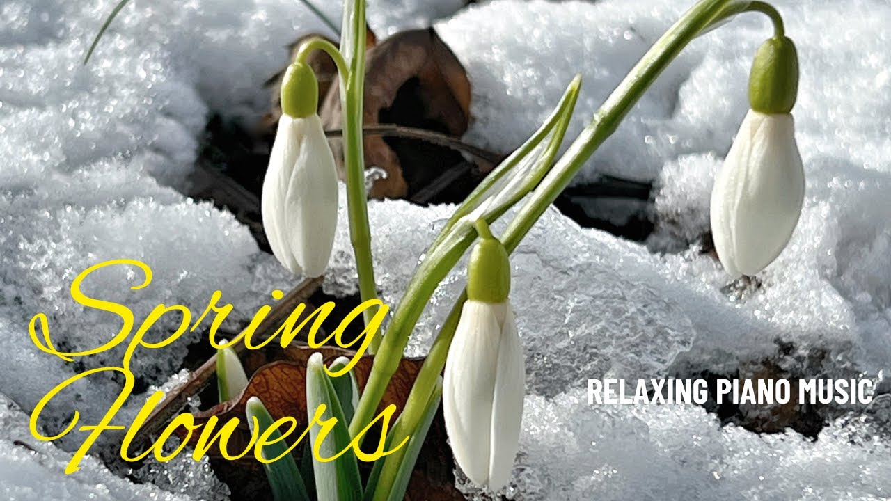 Relaxing Piano Music – Spring Flowers - YouTube