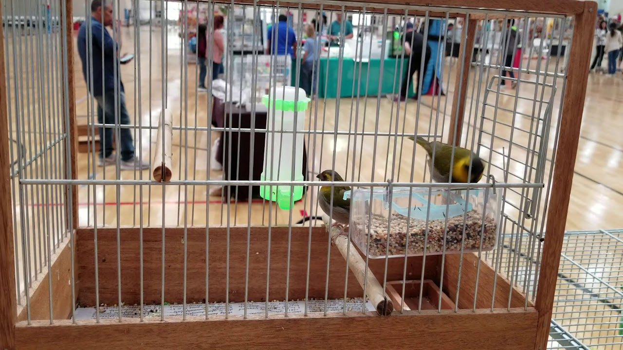 Cuban melodious finch - YouTube