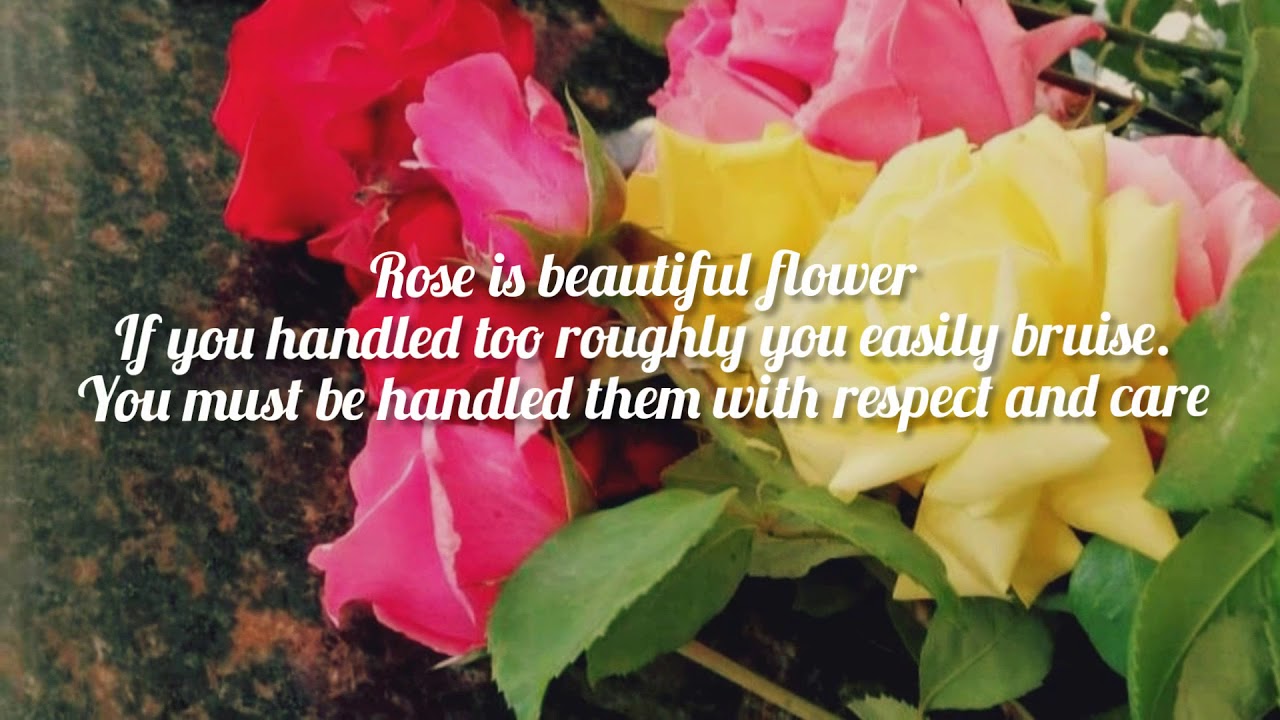 Rose Personality - YouTube