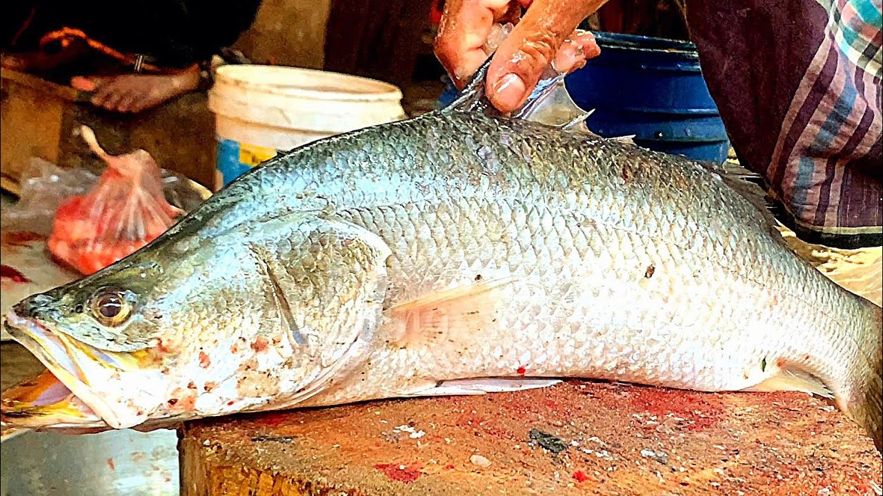 Delicious Bhetki Fish | Big Bhetki Fish Cutting Skills | Live Bhetki ...