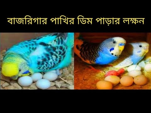 বাজরিগার পাখির ডিম পাড়ার লক্ষন।bajrigar pakir dim parar lokkon. - YouTube