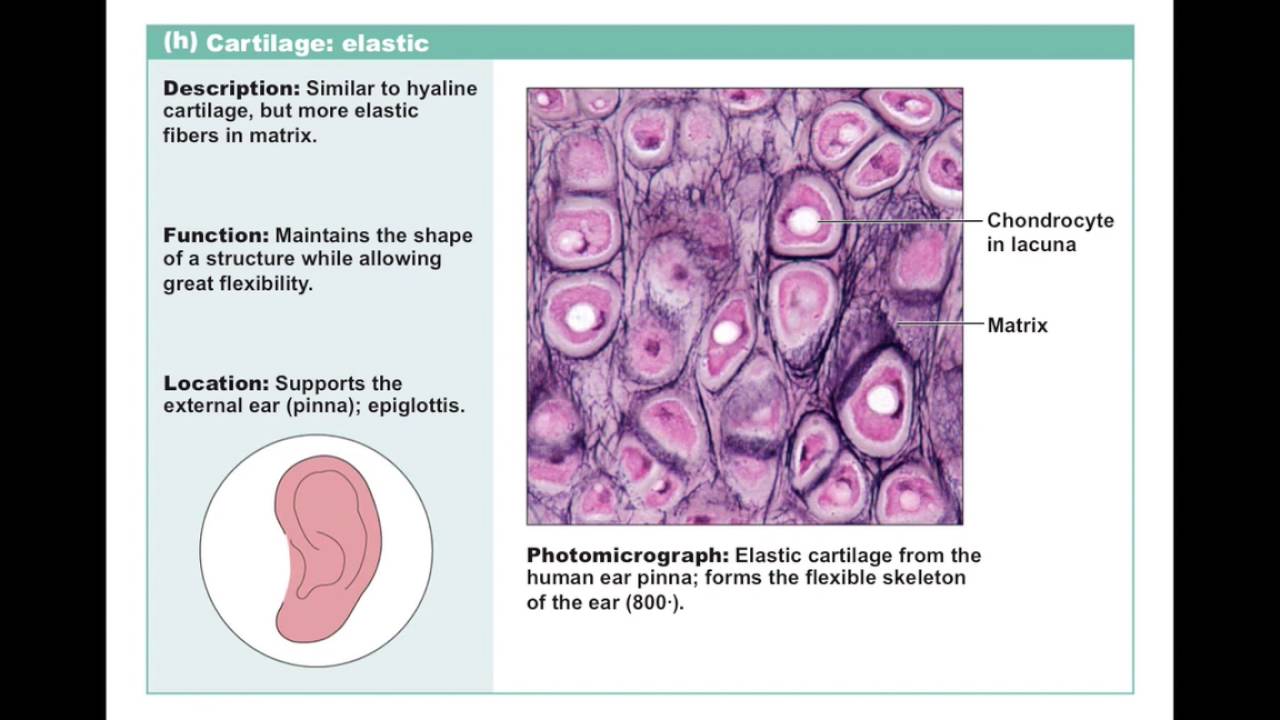 Connective Tissue Types Diagram