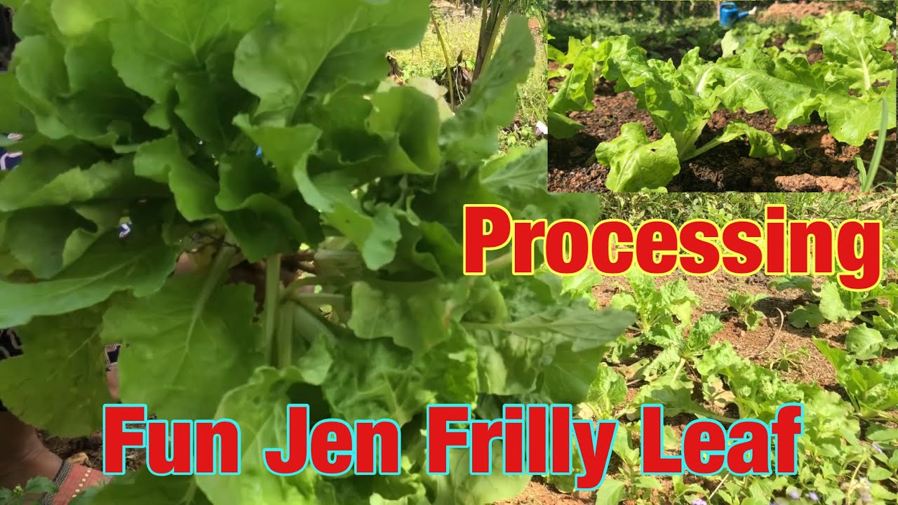I cut Fun Jen Frilly Leaf free to Neighbors / Natural Vegetable ...