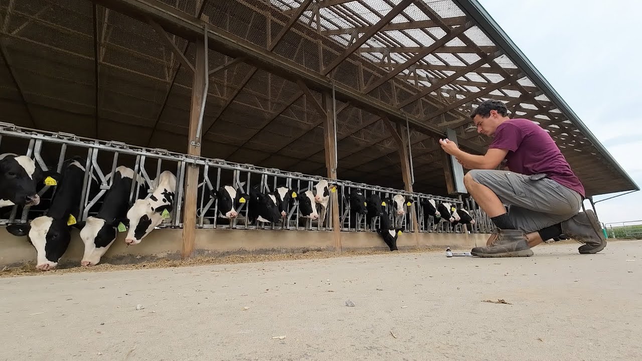 Running a Dairy Farm | 10th Generation Dairyman | The Content Farm