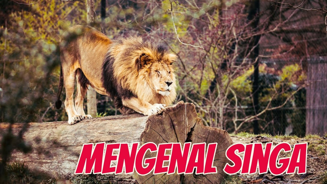 Mengenal Singa | Lagu Anak Anak - YouTube