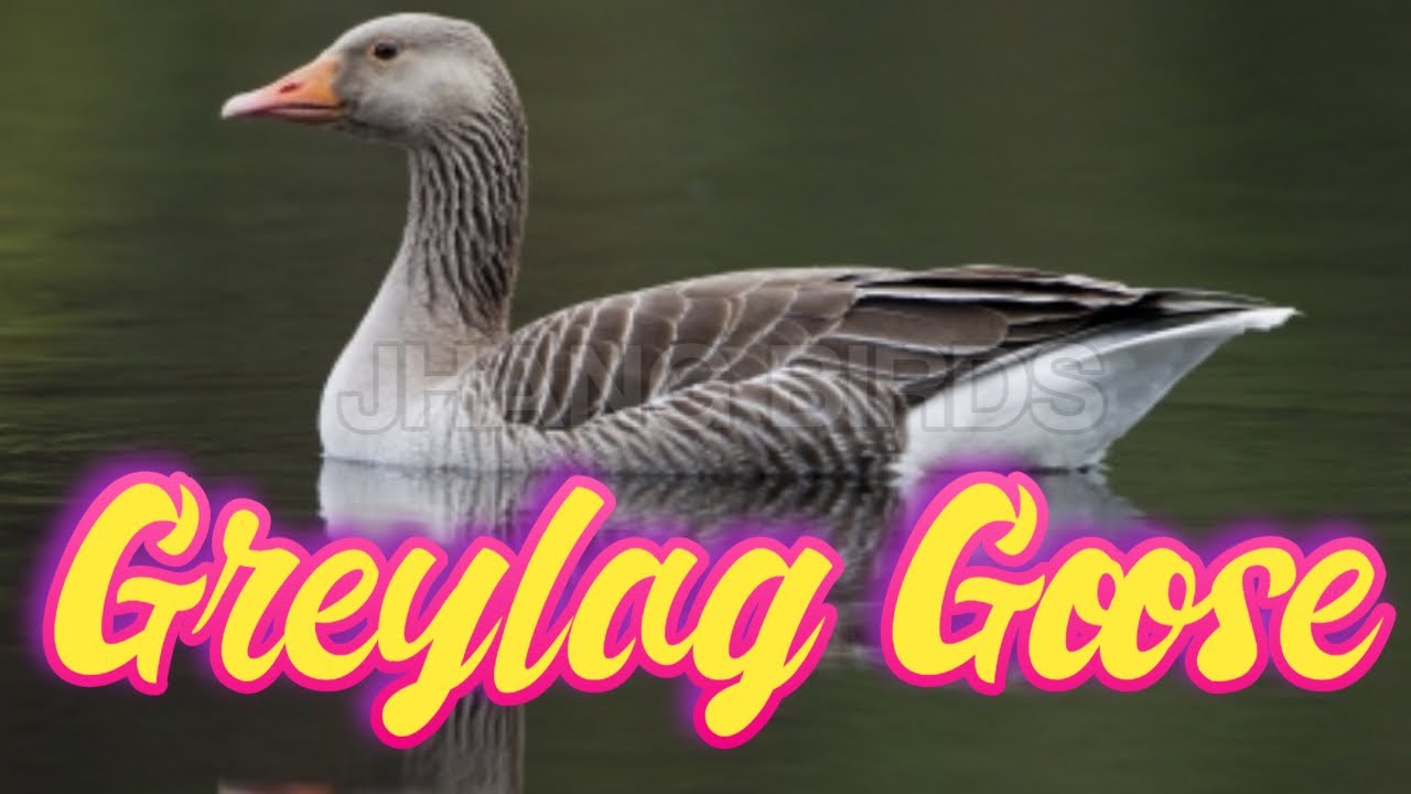 Greylag goose call | Greylag goose voice|Greylag goose beautiful Birds ...