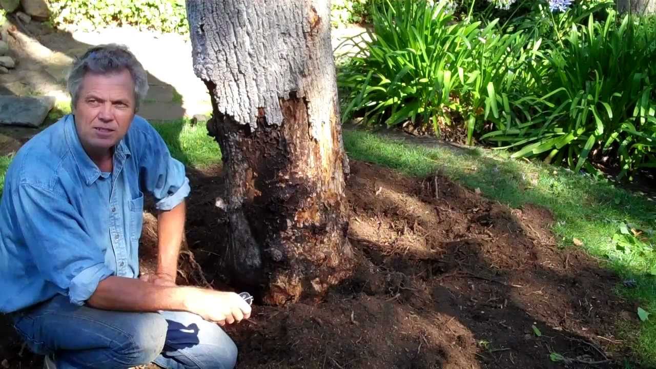 (159) The importance of a pre climbing root inspection - YouTube