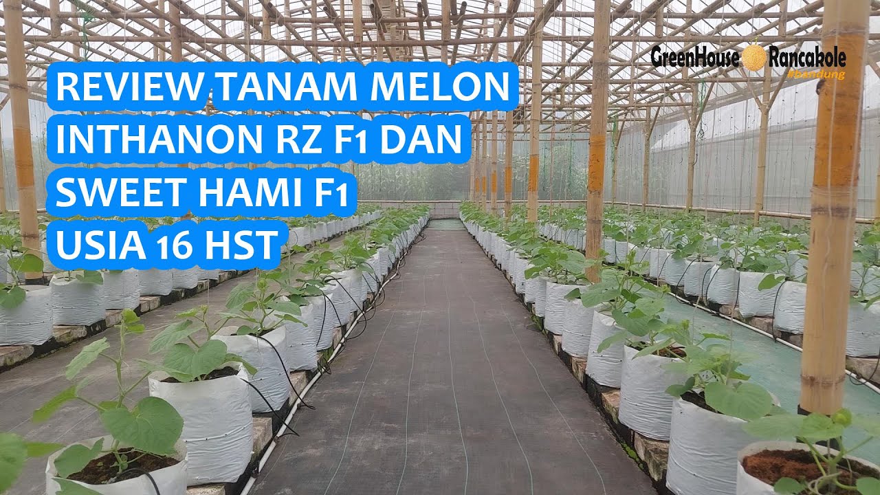 Review Tanaman Melon Inthanon dan Sweet Hami Usia 16 HST - YouTube