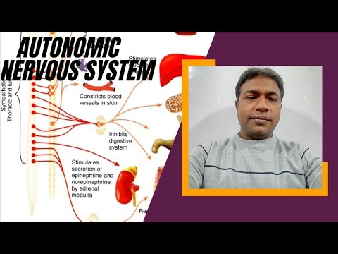 Neuroscience and Behavior Lectur#10 Peripheral......Autonomic Nervous ...