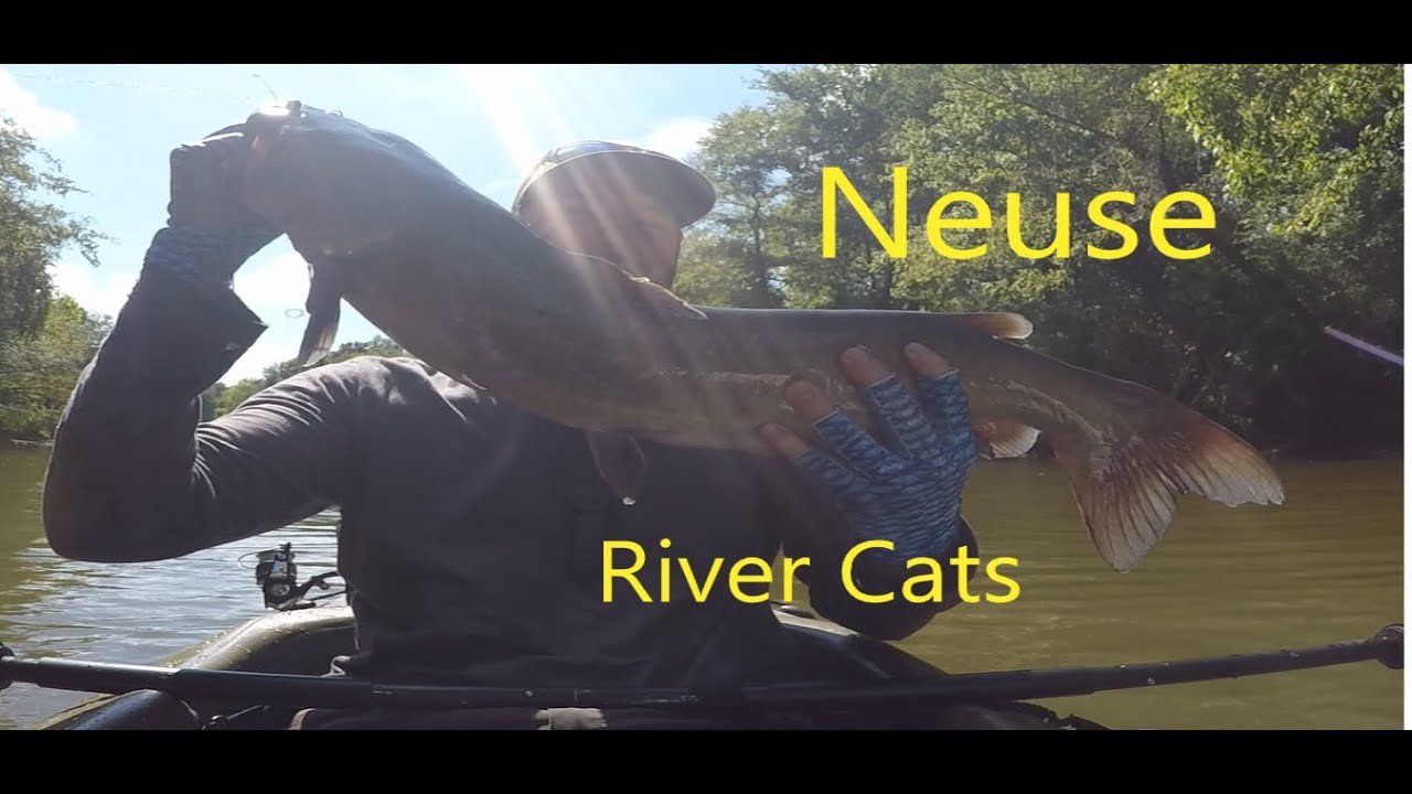 Kayak Catfish on The Neuse River - YouTube