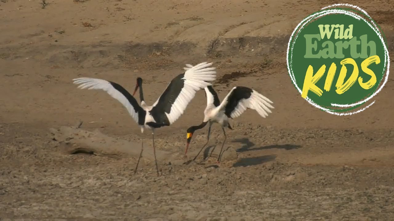 Saddle-Billed Storks Show Beautiful Mating Dance - YouTube