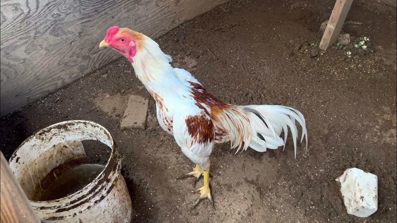 Update qaib ej - YouTube