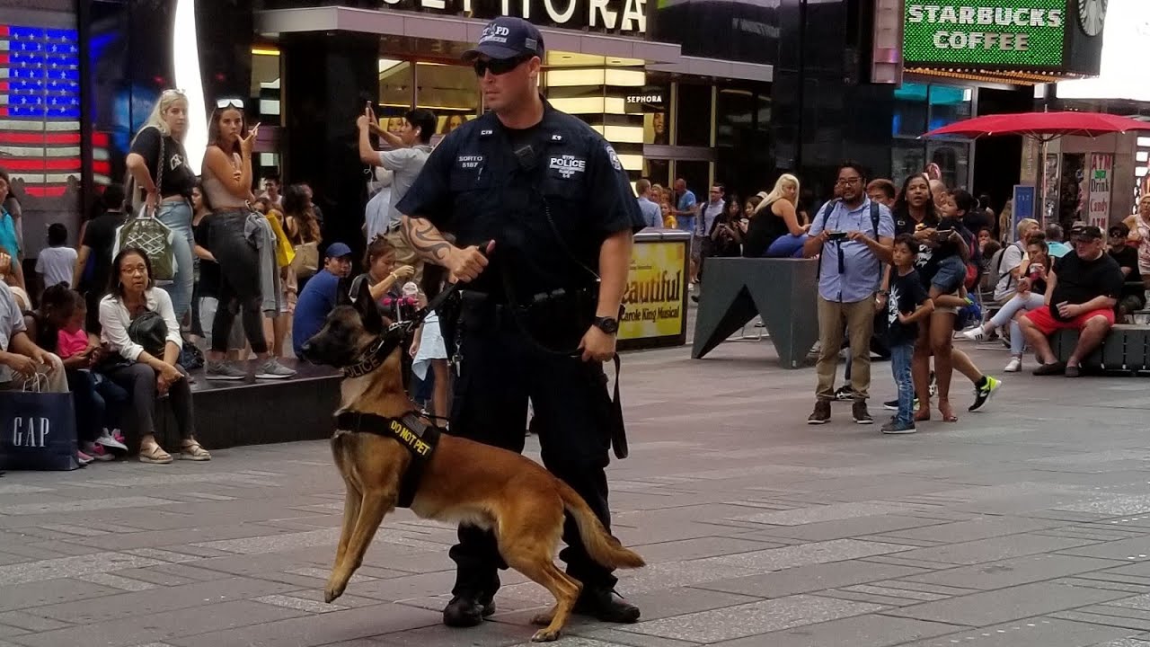 NYPD CRC K9 On A Directed Patrol In Times Square In Midtown, Manhattan ...