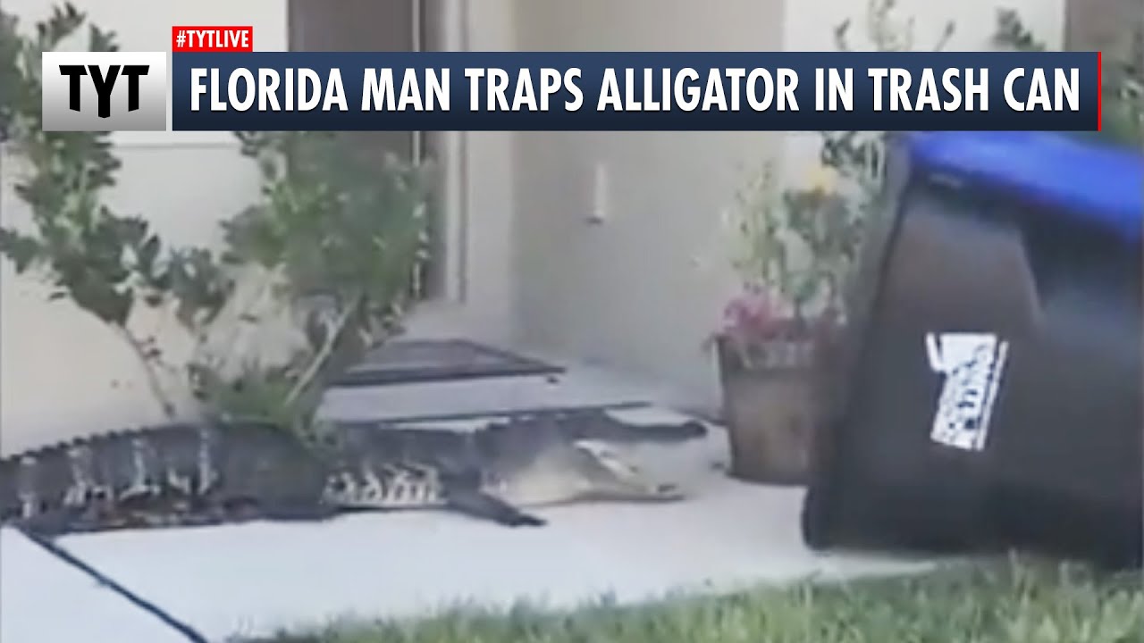 WATCH: Florida Man Traps Alligator in Trash Can - YouTube