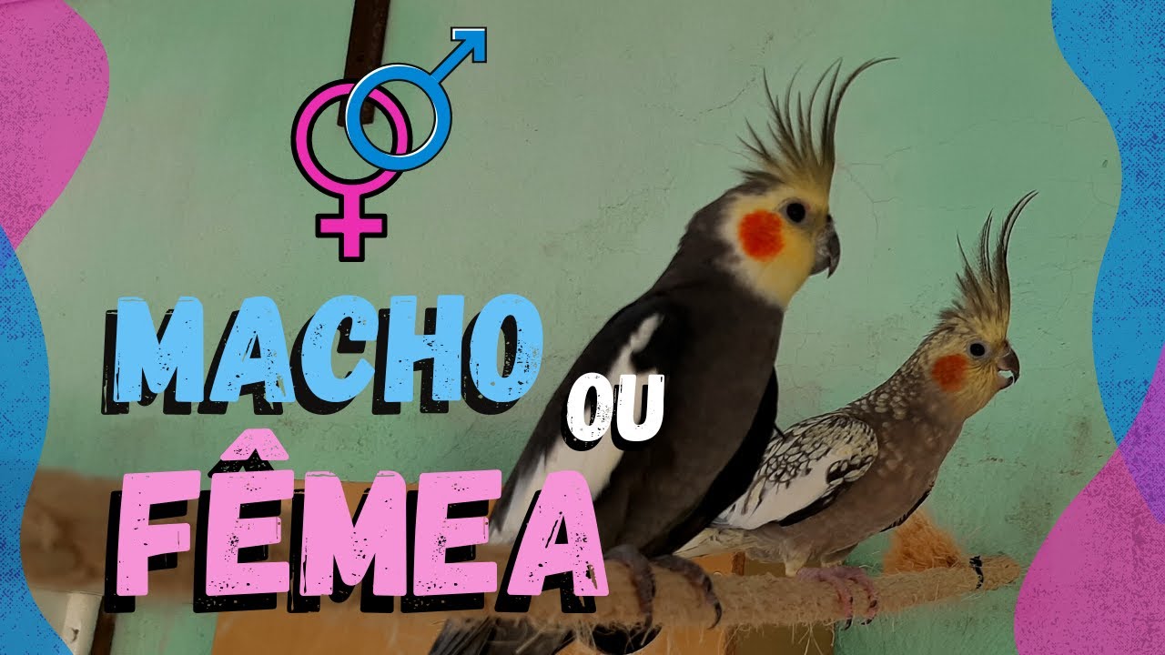 COMO SABER SE A CALOPSITA É MACHO OU FEMEA PELA APARÊNCIA - DIMORFISMO ...