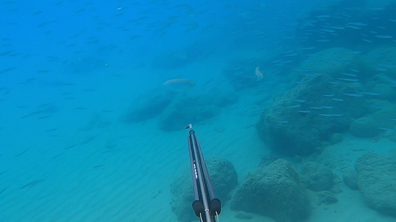 Pesca subacquea in Liguria con fiocina a elastico(pole spear) e fucile ...