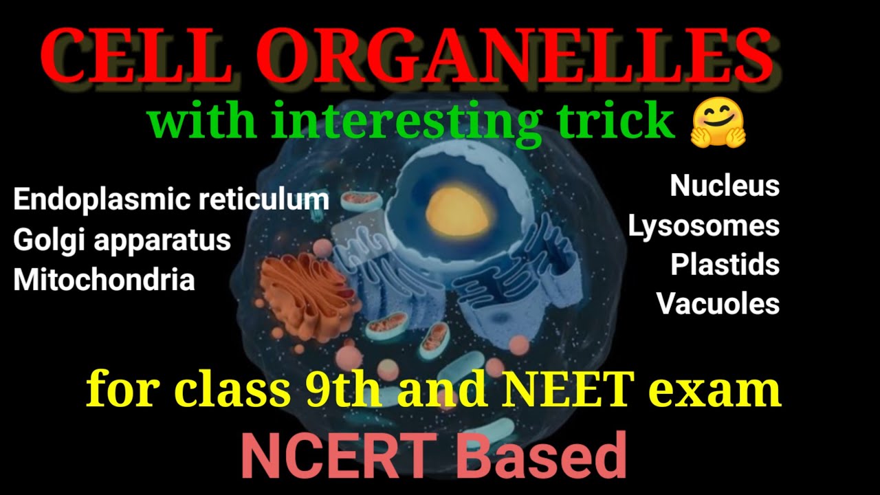 CELL ORGANELLES/ER/MITOCHONDRIA/GOLGI APPARATUS/LYSOSOMES/PLASTIDS ...