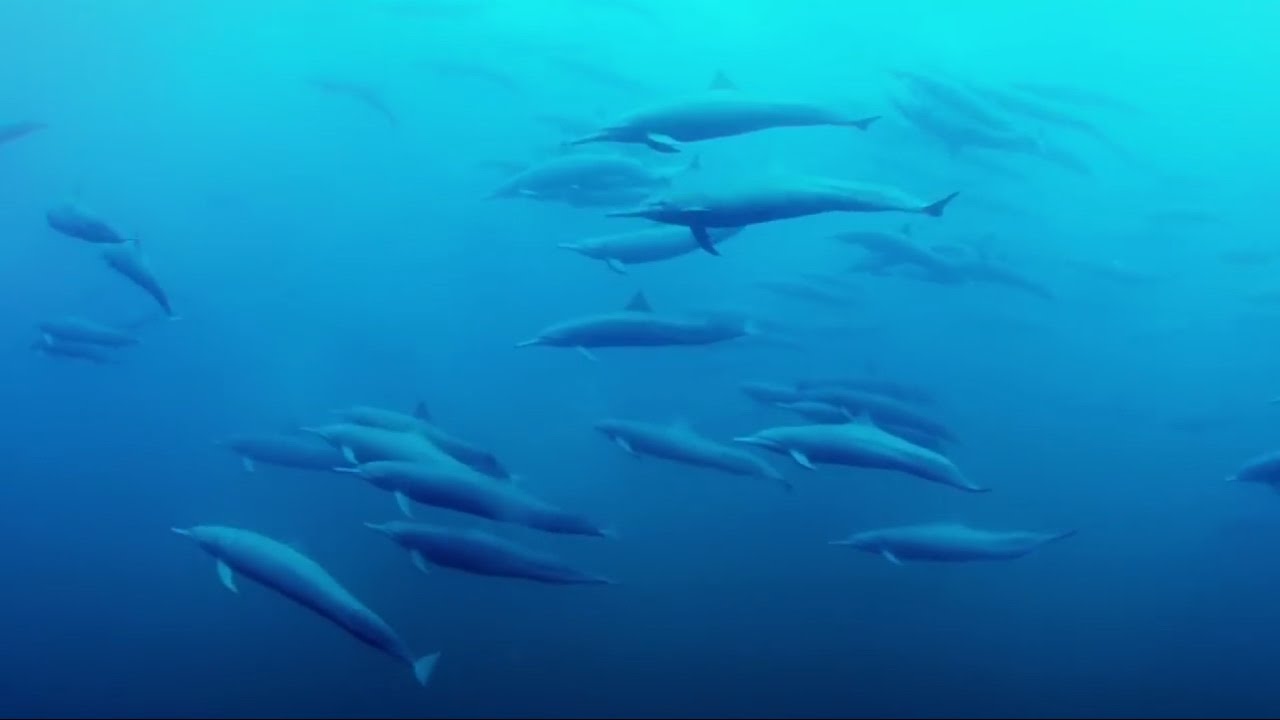 Dal cervello del delfino a quello umano: per una nuova conoscenza sulla ...