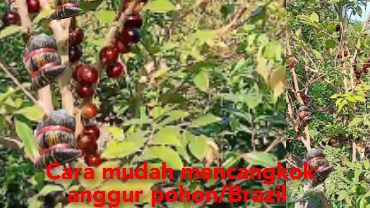 cara mudah dan cepat mencangkok anggur pohon/brazil - YouTube