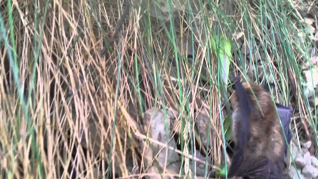 Bat Locomotion - YouTube