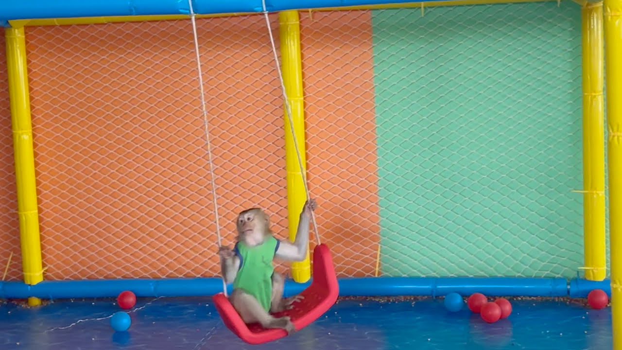 Monkey Sam sitting on the swing like a human (official video) - YouTube